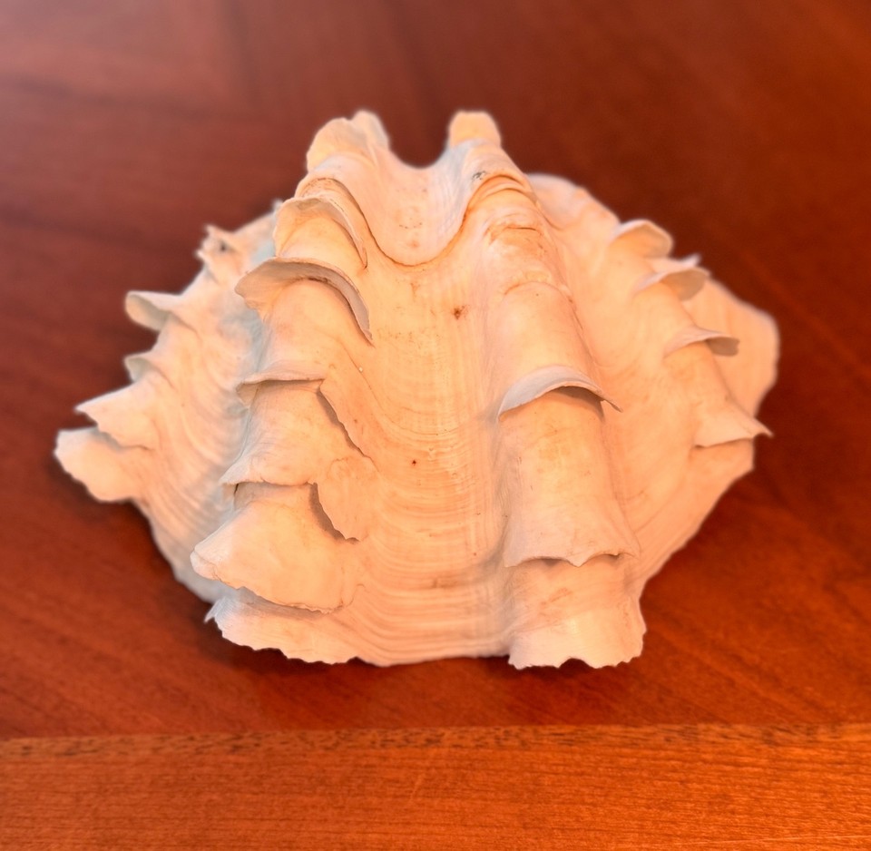 Giant Ruffled Clam Shell Half Tridacna Squamosa 8 x 6 inches White | eBay