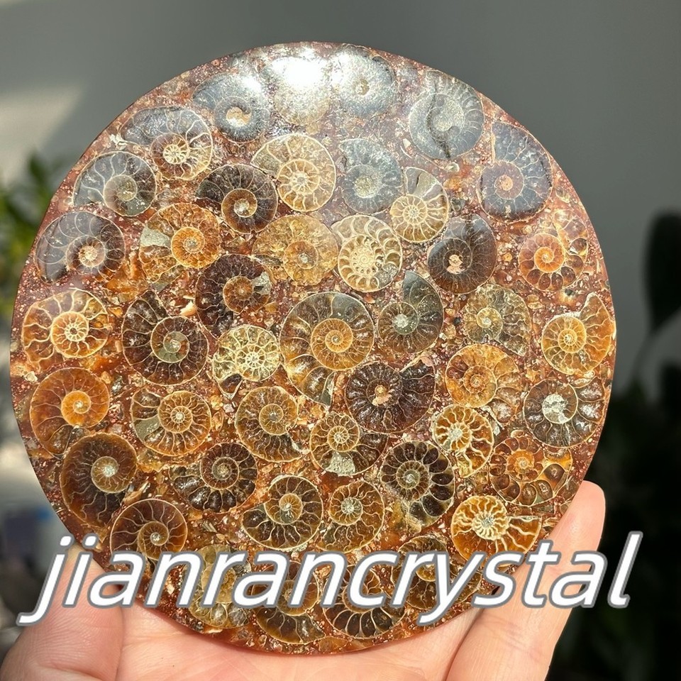 Natural Ammonite Disc Fossil Conch Specimen Healing +Stand 1PC | eBay