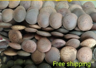 Haba o Semilla de San Ignacio 16, Habas Enteras) Ignatius Bean !!! | eBay