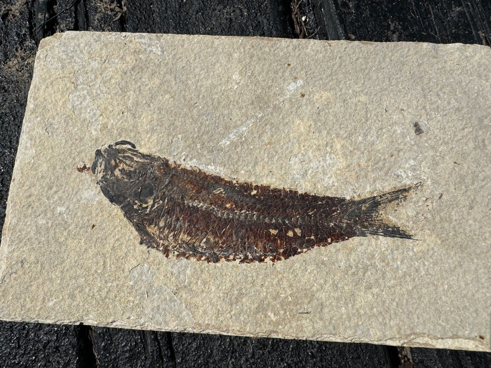 Prehistoric fish fossil - fossilized fish-Genuine Fossil-not a replica ...