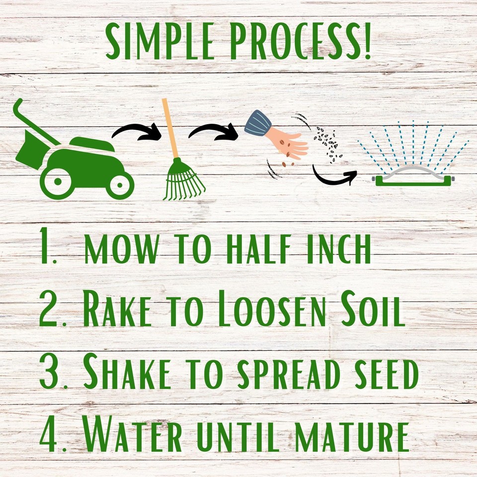 Flawn White Dutch Clover Seed, 1 Lb, Organic, Natural Lawn & Food Plot ...