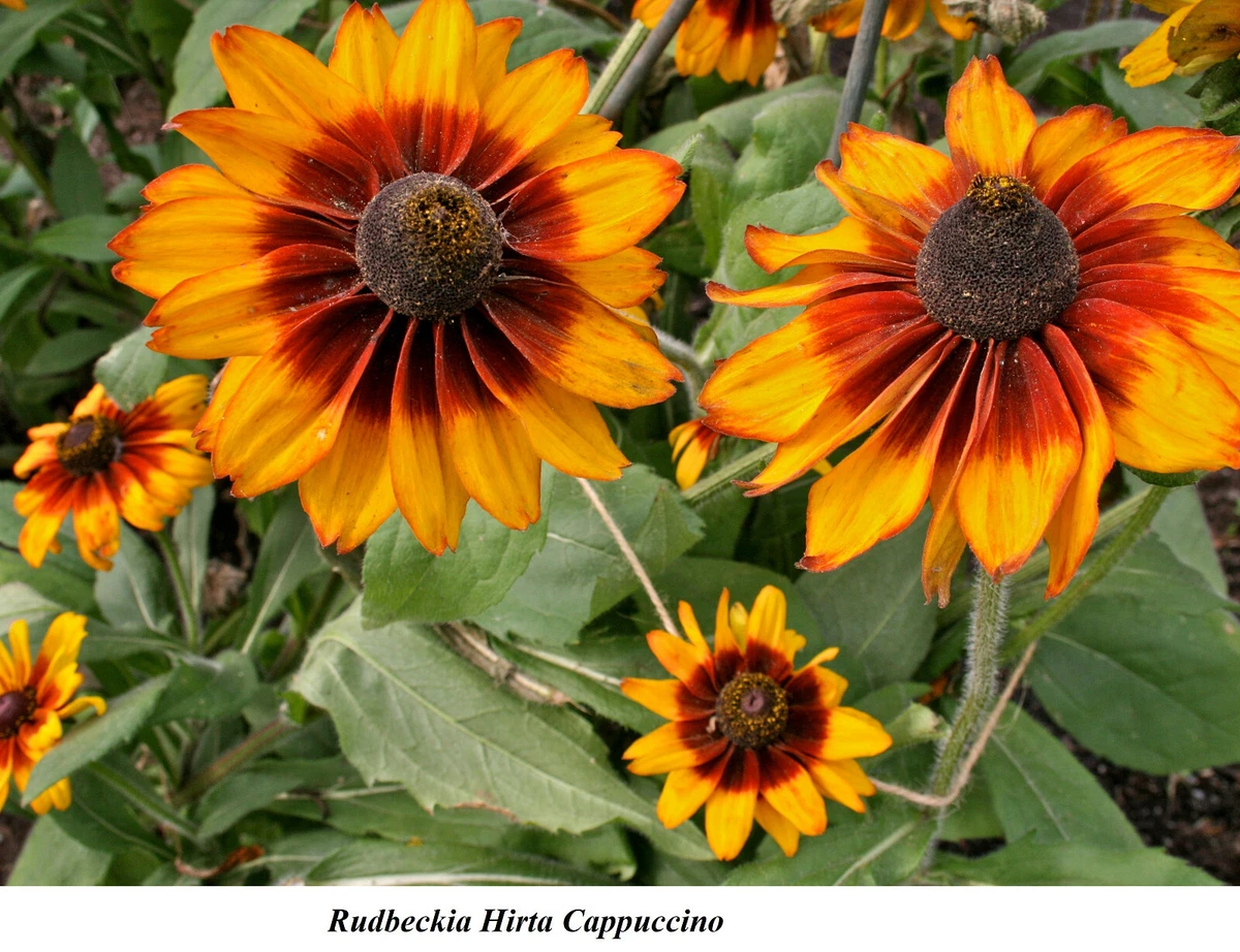 Rudbeckia Hirta Seed