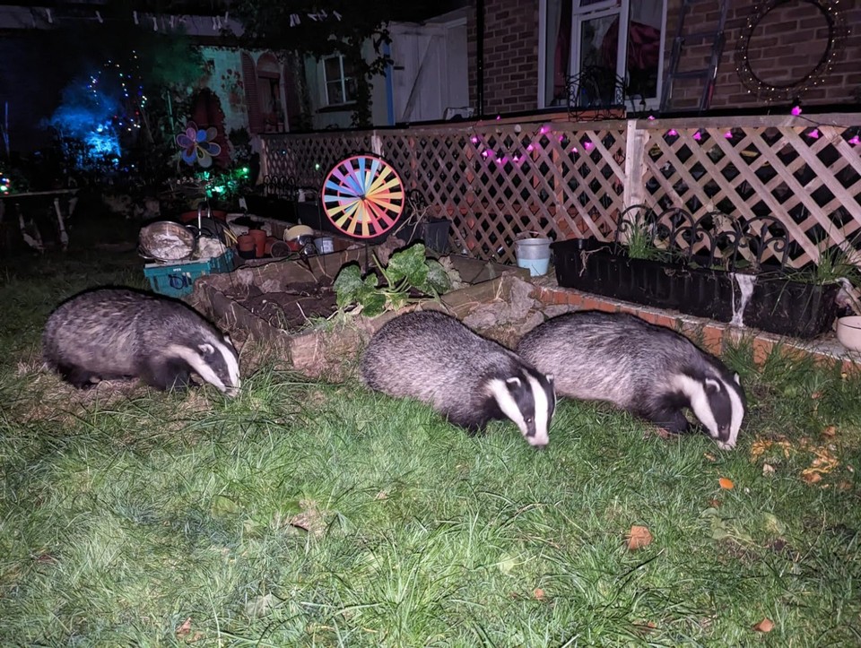 Peanuts Whole 5kg Safe Wild Bird Food Nuts Afflotoxin Free | eBay UK