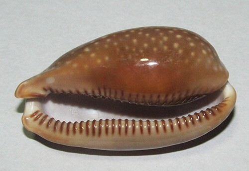 62 mm GREAT PATTERN Cypraea Cervus Cowrie Seashell From Mexico ...