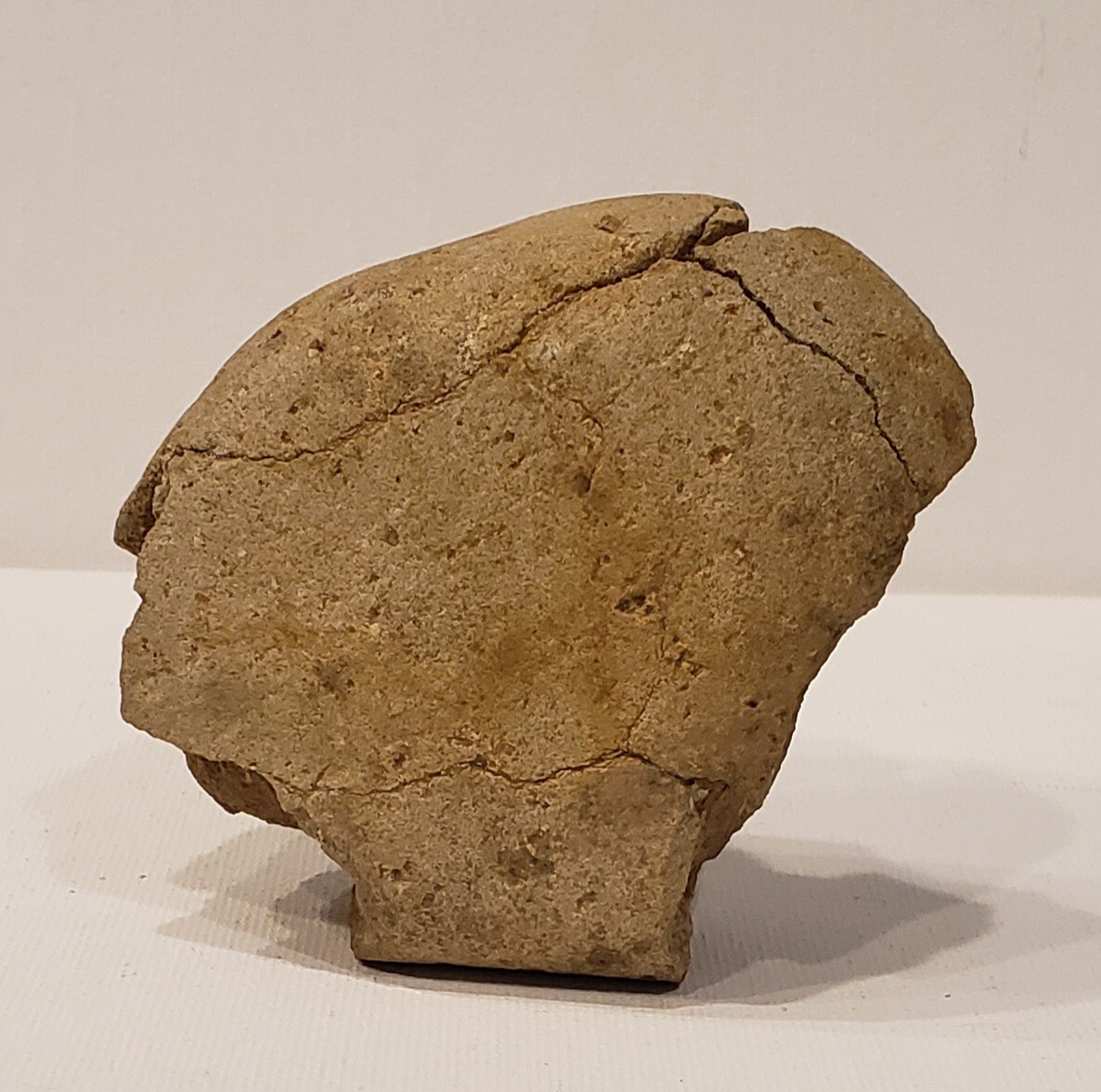 Prehistoric Fossilized California Avocado | eBay