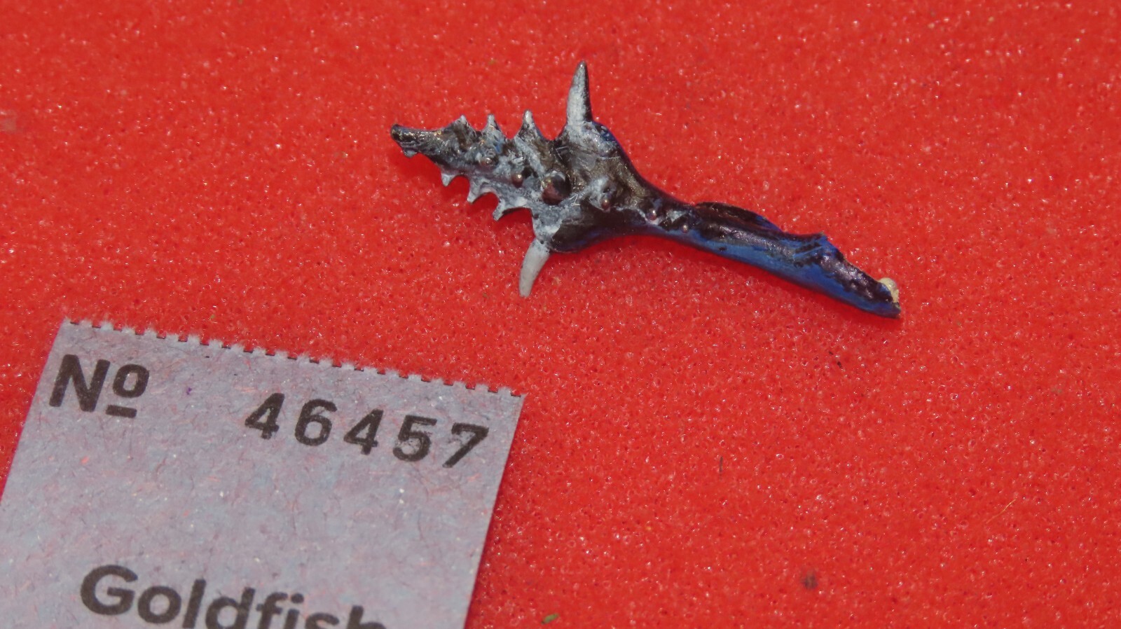 Games Workshop Warhammer Screamer of Tzeentch Tail Bit Metal WH40K ...