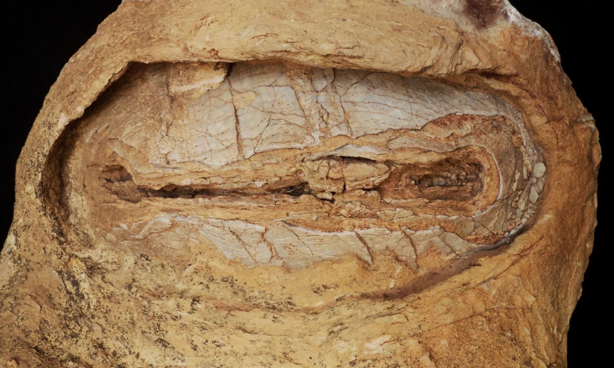 Petrifaction Fossils