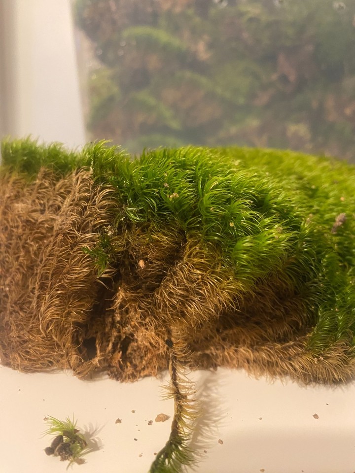 Premium Live Fresh Moss Zip Lock Bag - FULL GALLON BAG Terrarium ...