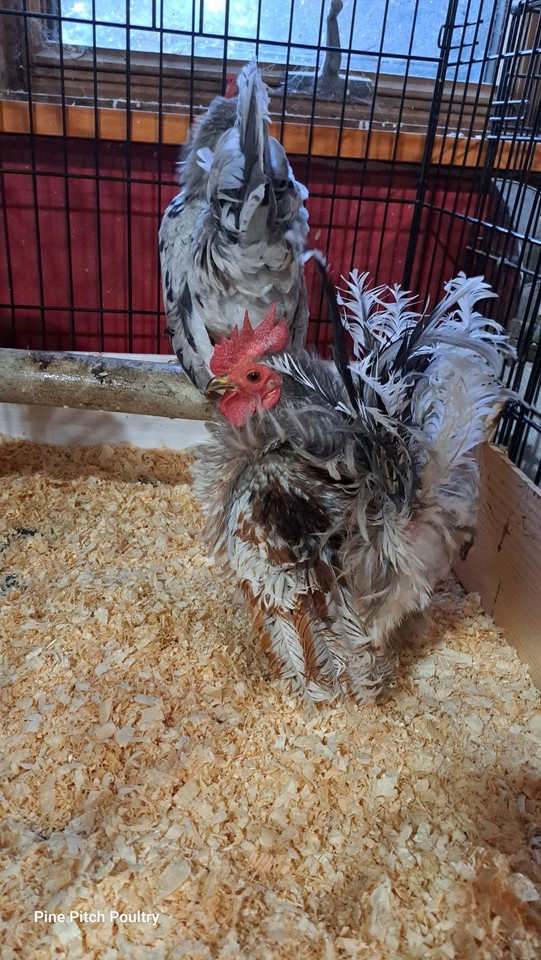 Serama Hatching Eggs Npip/ai | eBay