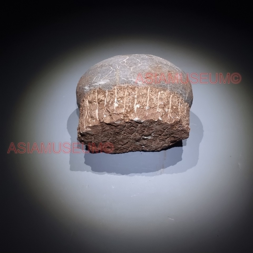 Dinosaur Egg Nest Dendrolithus Hadrosaur Duckbill Fossil Jurassic Park ...