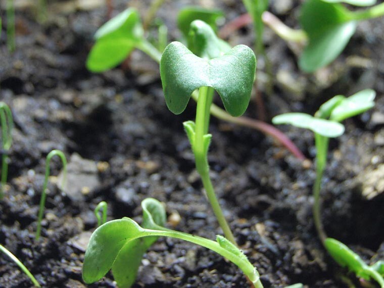 500+ Radish Seeds Heirloom GARDEN OR FOOD PLOT. | eBay
