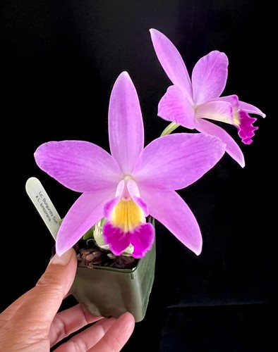 DO - Cattleya Flower Power, mini-catt, Orchid, big flowers on small ...