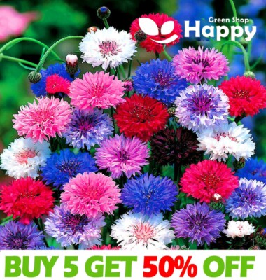 DWARF CORNFLOWER DOUBLE - POLKA DOT MIX - 1000 SEEDS - Centaurea Cyanus ...