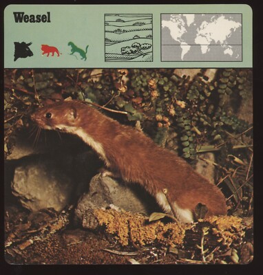 Weasel Safari Cards Rencontre Mammals | eBay
