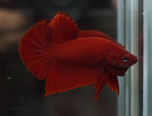 Live Betta Fish Pet Super Red Male HMPK Plakat Quality Grade from ...