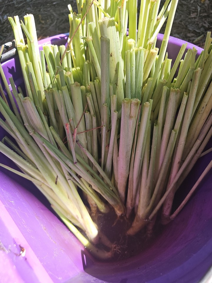 3 Lemongrass Stalks Plugs Live Cymbopogon Sereh Plant Healthy Herb ...