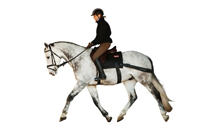 The GENUINE EQUIBAND® PRO SYSTEM for horse core conditioning! *FREE ...