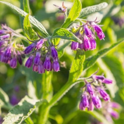 Comfrey Root cuttings X 8 ( Bocking 14) Organic | eBay