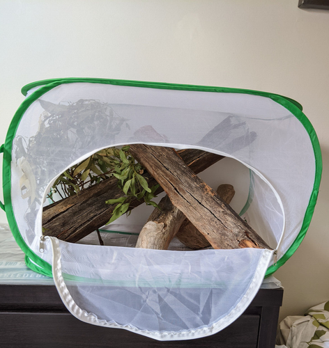 AU Foldable Praying Mantis Stick Insect Cage Butterfly Pop-up Housing ...