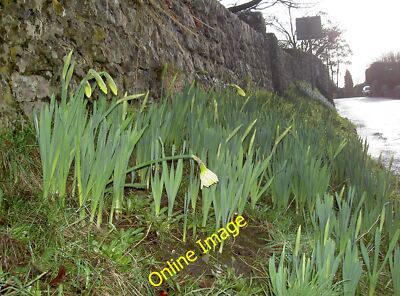 Photo 6x4 The daffs are coming out Dundry Despite being over 200m above ...