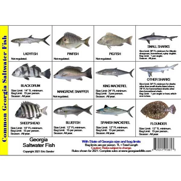 Saltwater Fish Species