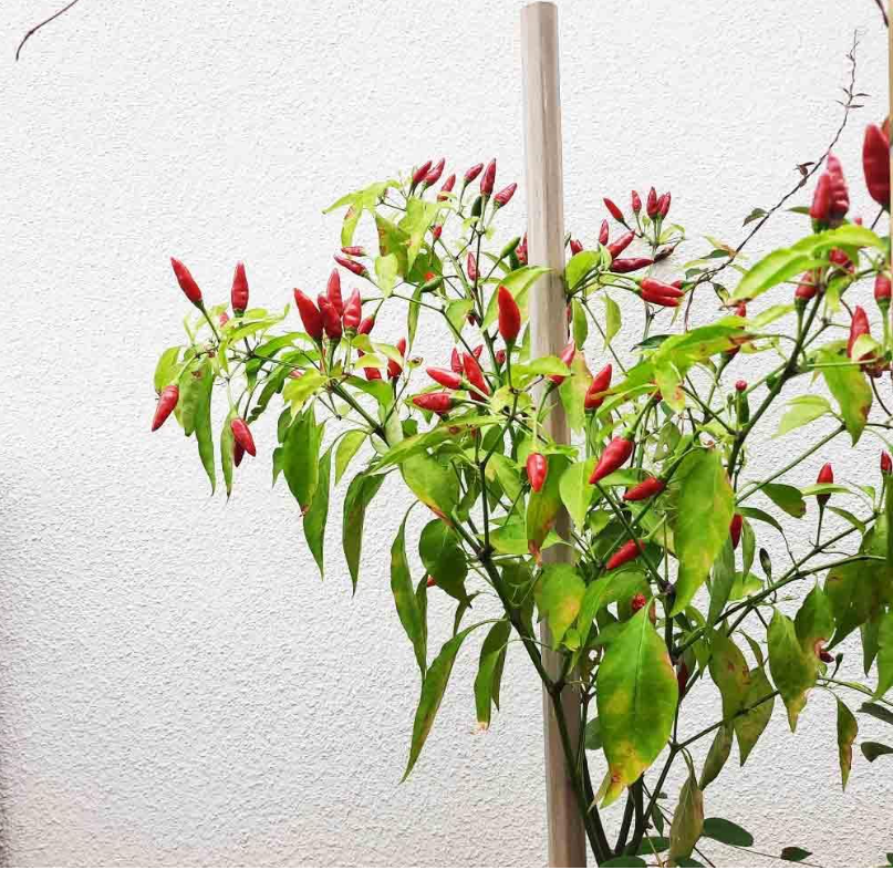 Tutori Pali Sostegno PVC 200cm 27mm con anima per Alberi, Piante, made ...