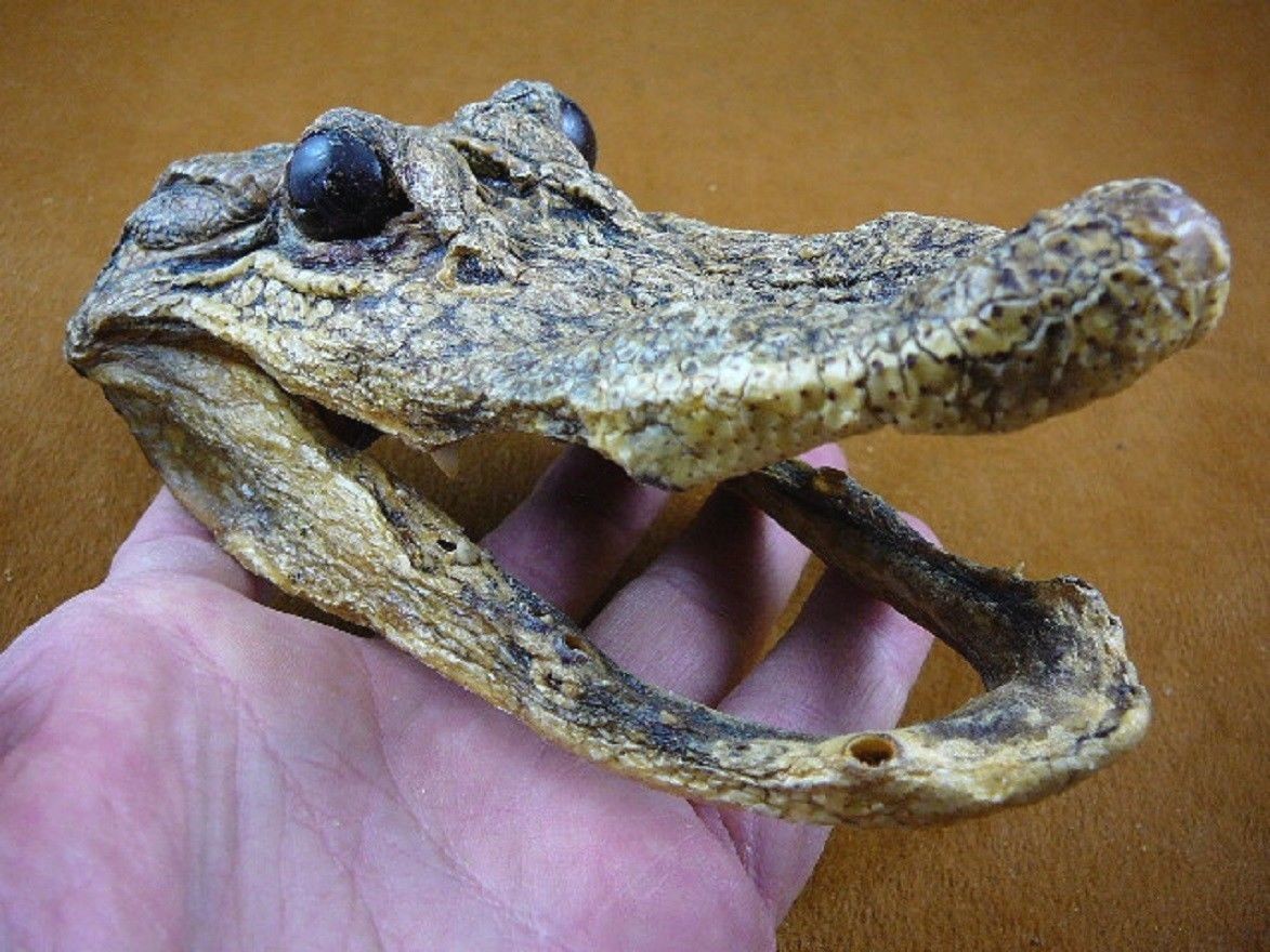 (G-Def-176) 5-1/8" Deformed Gator ALLIGATOR Aligator HEAD teeth ...