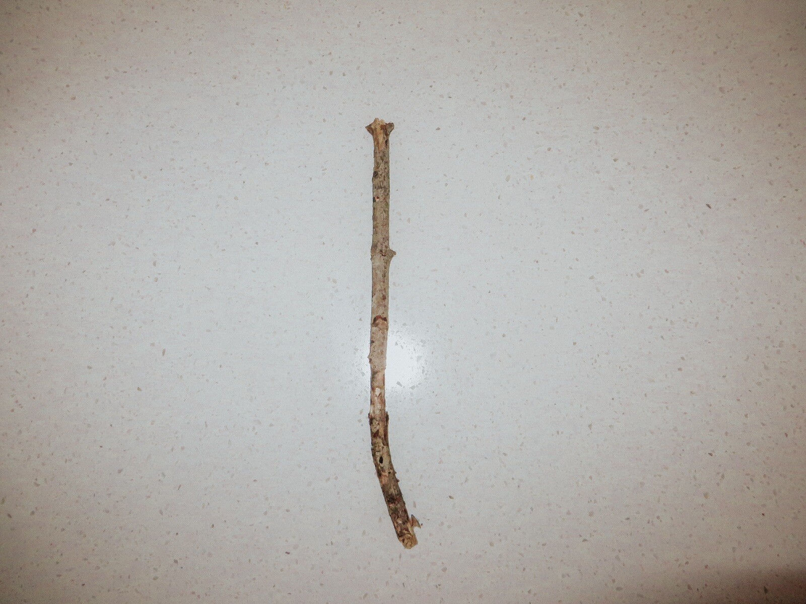 The World’s Most Expensive Stick | eBay