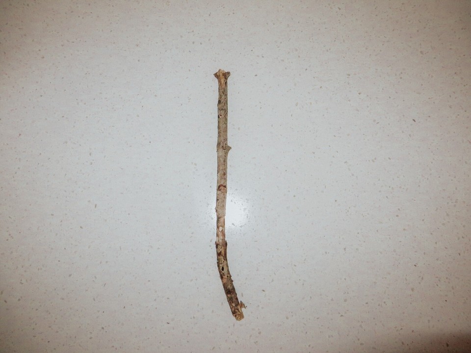 The World’s Most Expensive Stick | eBay