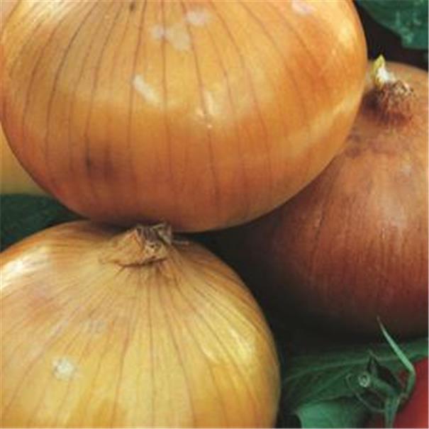 GIANT ONION Ailsa Craig Prizewinner, Grow Huge Scottish Onions, 300 ...