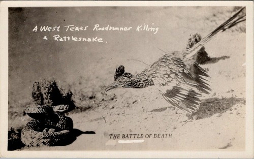 1937, SNAKES, West Texas ROADRUNNER Killing a RATTLESNAKE Real Photo ...