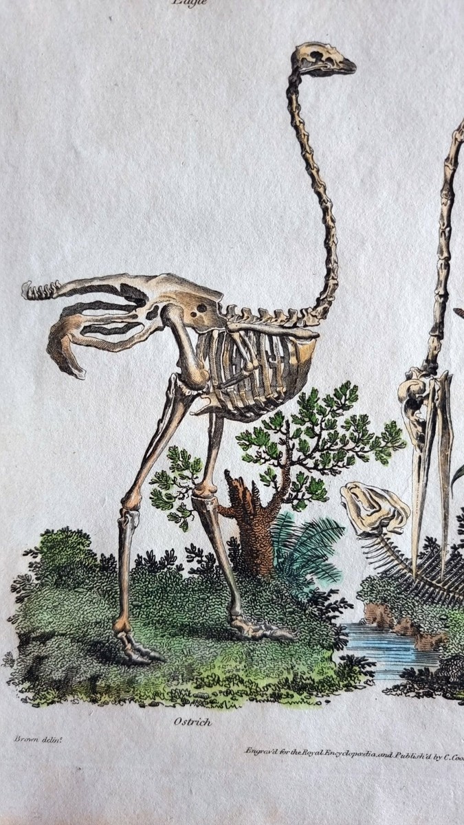 Ostrich Anatomy Body Worlds: The Anatomy Of Animals By Gunther Von