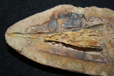 Triassic fish fossil nodule from Madagascar | Grelly USA