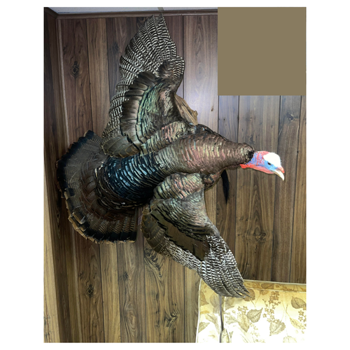 Flying turkey taxidermy mount for sale | eBay