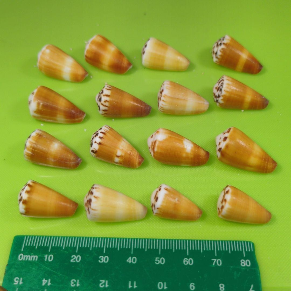 Cone shell from japan Surf-Tumble Shells of Okinawa | eBay