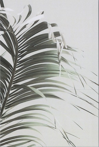 Palm Leaf Botanical Postcard Tropical Plant Greenery NEW Image Card ...