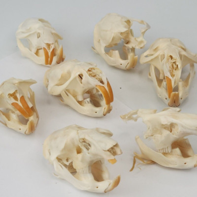 Real Muskrat Full Skull - Discount Grade Generic - Ondatra zibethicus ...