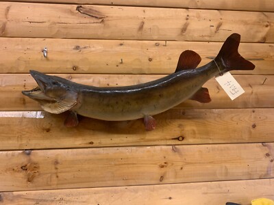 Taxidermy - Skin Mount Taxidermy Fish