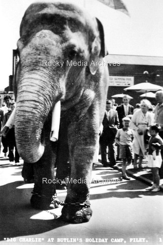 Zlp-84 Big Charlie The Elephant, Butlin's Holiday Camp, Filey ...