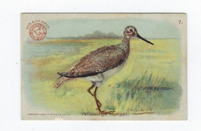 Arm & Hammer Bird Card Yellowlegs Snipe Game Bird Series small size #7 ...