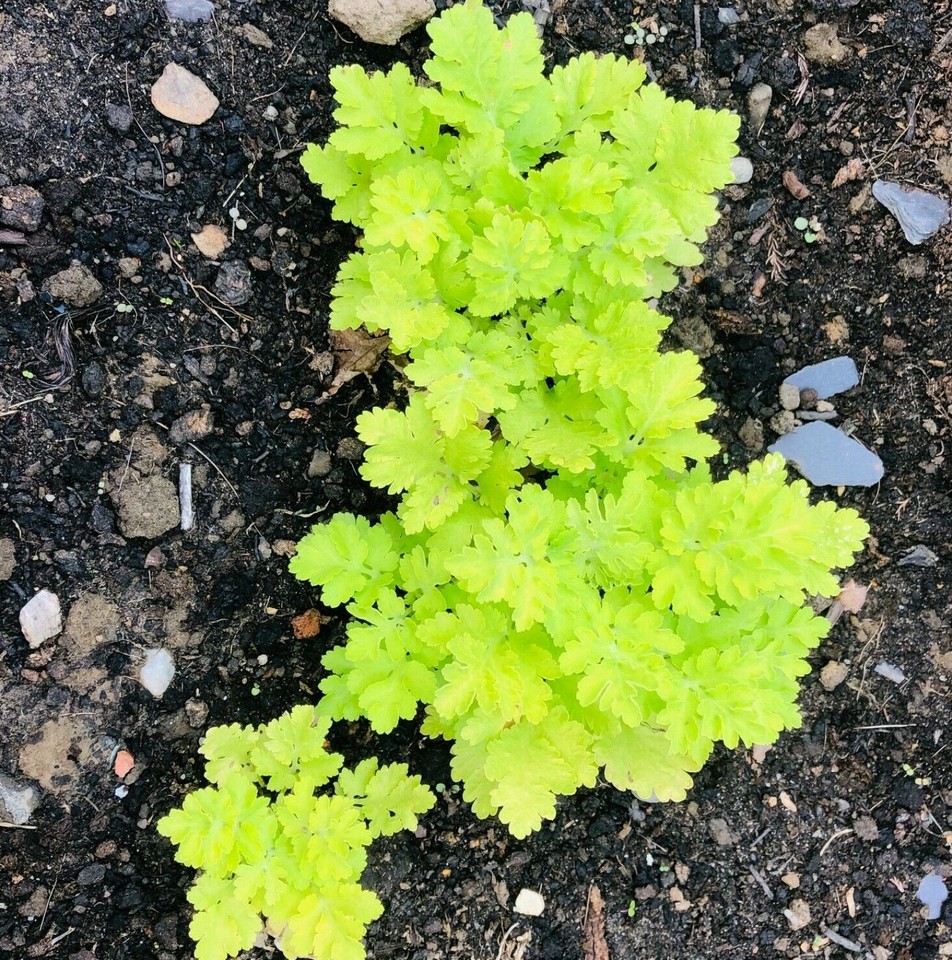 300 Golden Feverfew Daisy TANACETUM PARTHENIUM Short PERENNIAL Plant ...