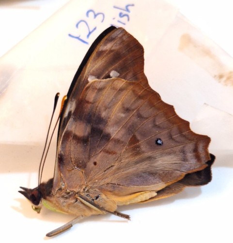 123 Nymphalidae | eBay