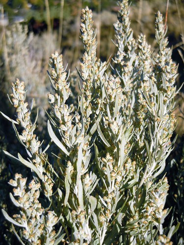 100 SILVER SAGEBRUSH Artemisia Cana Dwarf Sagebrush Wormwood Herb ...