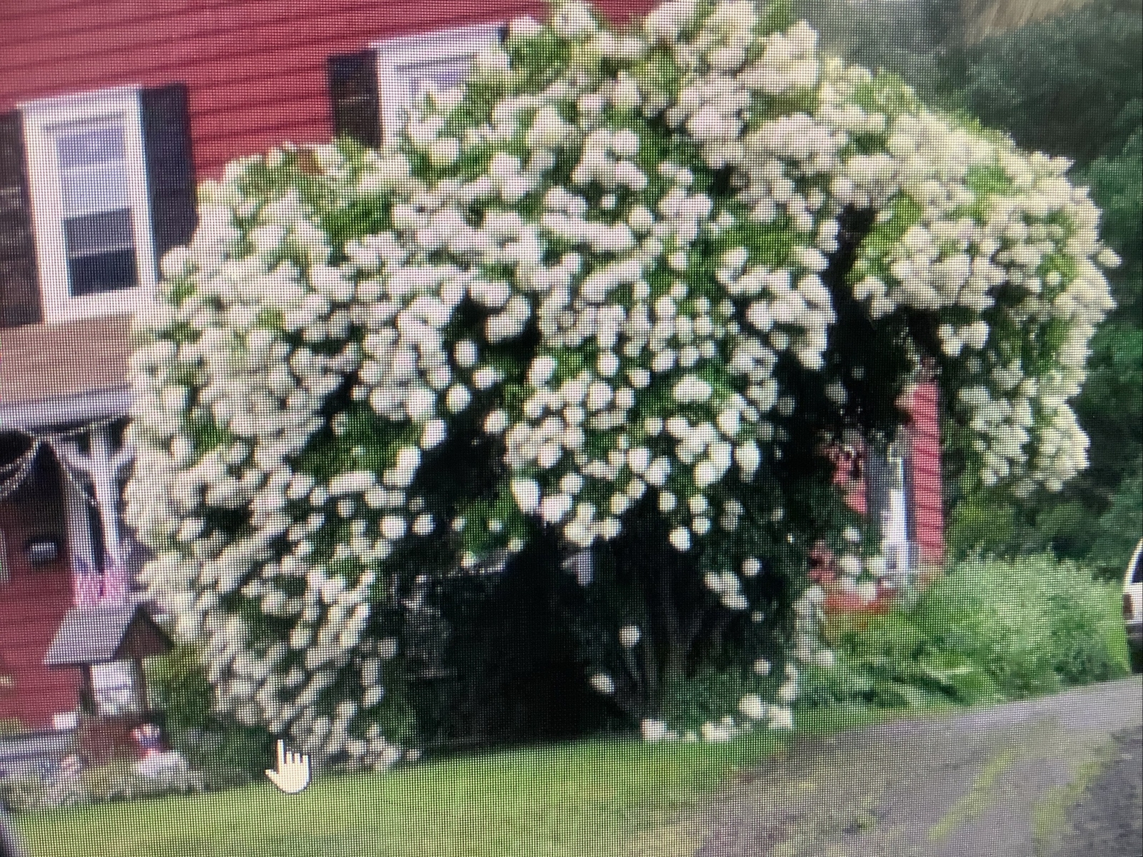 Pee Gee (PG) Hydrangea Shrub/Tree - 12-24" (1-2') Tall - bloomimg shrub ...