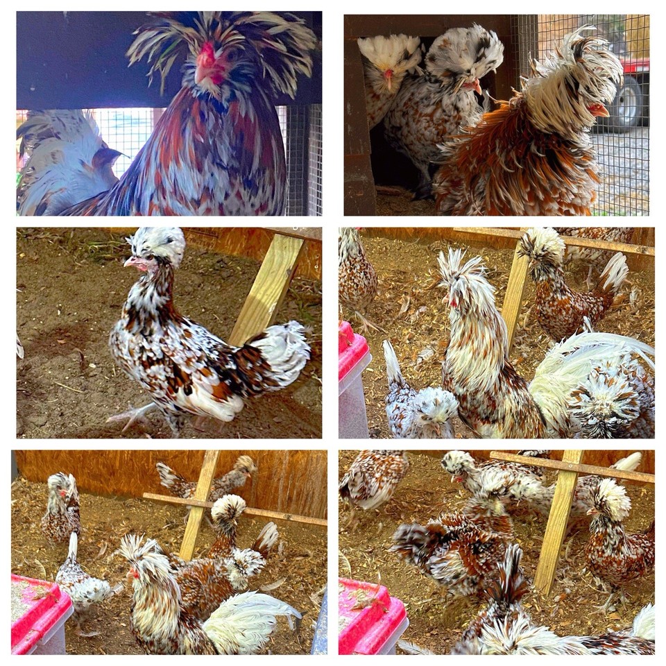 6 Fertilized Polish Chicken Hatching Eggs (NPIP Certified) | eBay