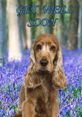 Cocker Spaniel A5 Personalised Greeting Card GET WELL SOON DOG Design ...