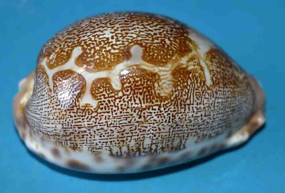 SEA SHELL - COQUILLAGES - CYPRAEIDAE - CYPRAEA MAPPA F.GEOGRAPHICA - 65 ...