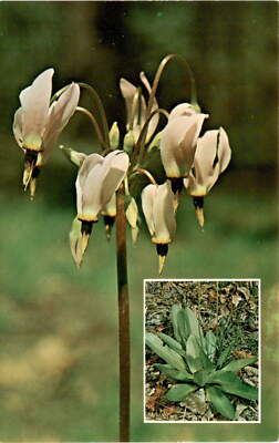 Shooting Star flower, Dodecatheon Meadia, Primrose family, 5 wh ...