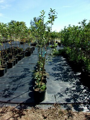 Wolf River Apple Tree 4'-6' Ft Fruit Trees Plants Plant Your Own Fruits ...