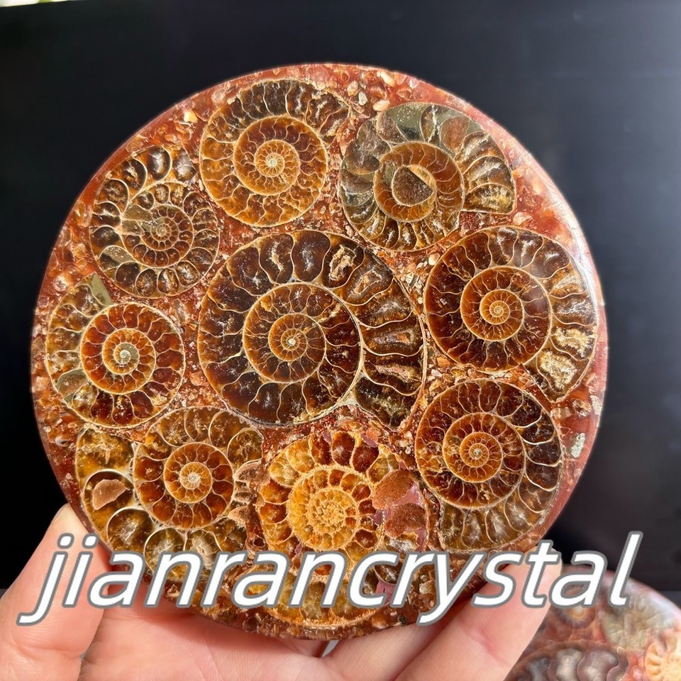 Natural Ammonite Disc Fossil Conch Specimen Healing +Stand 1PC | eBay